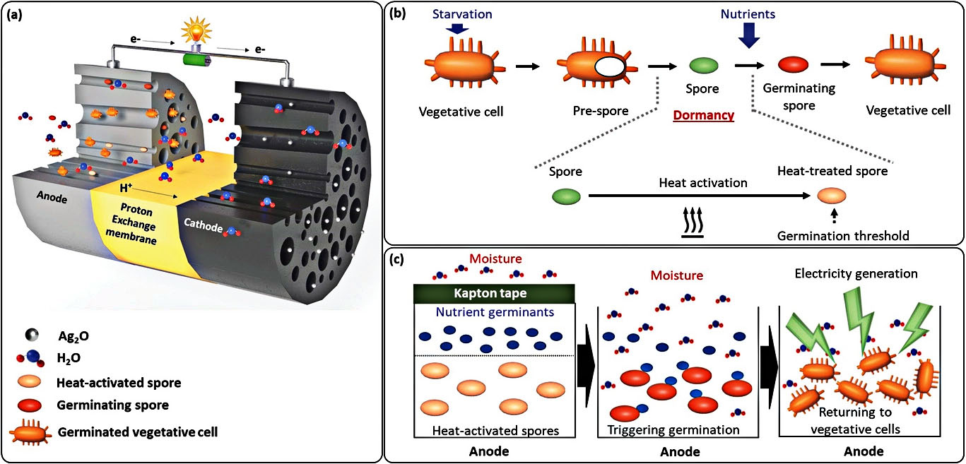 La biobatería a base de bacterias tiene una vida útil de hasta 100 años