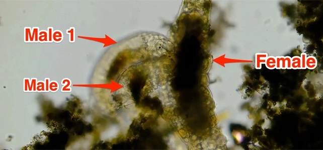 Científico captura imágenes raras de una familia de tardígrados de 30 ...